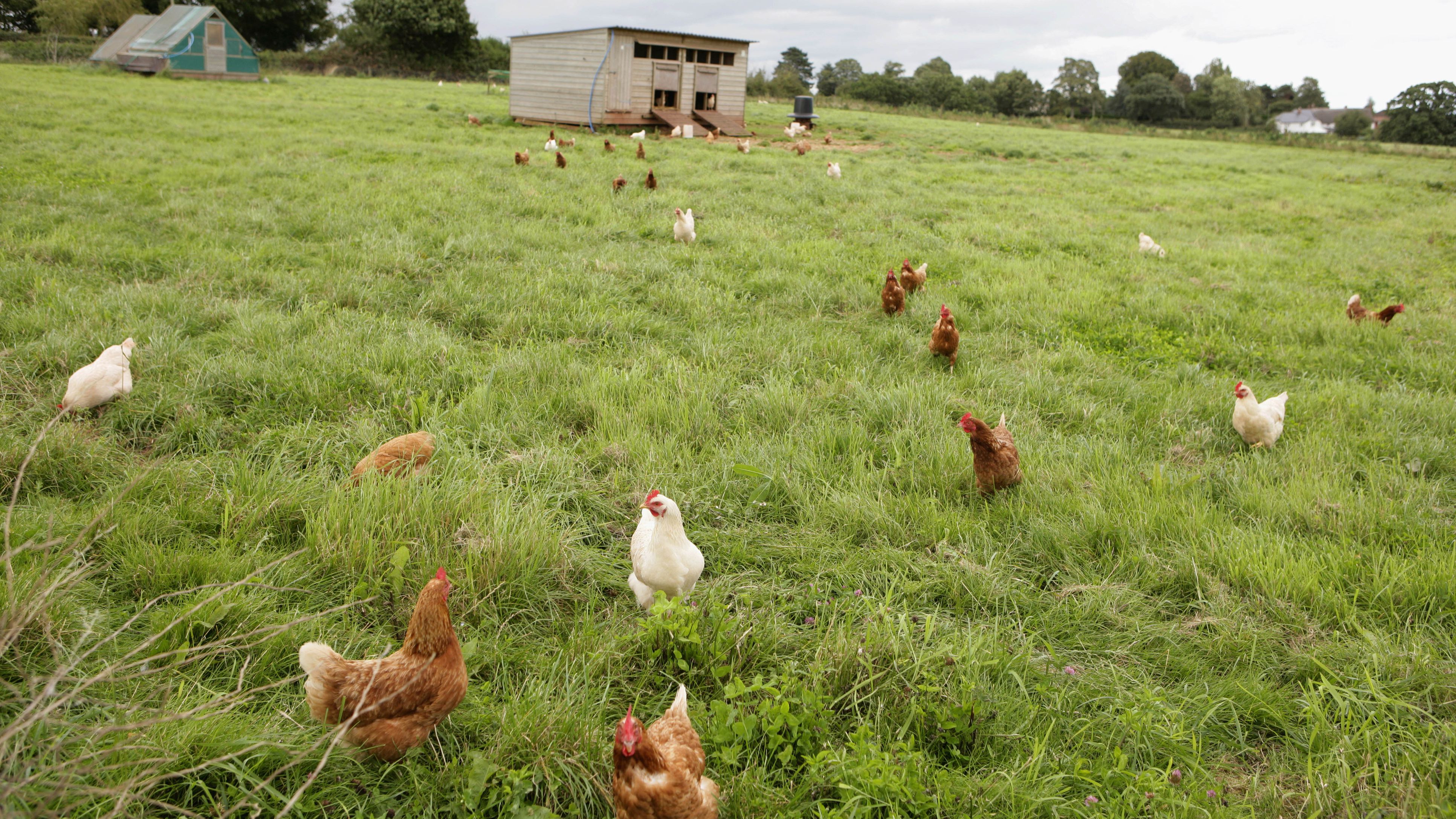 What Does Free Range Mean In The UK The Truth Is Pretty Unsettling 