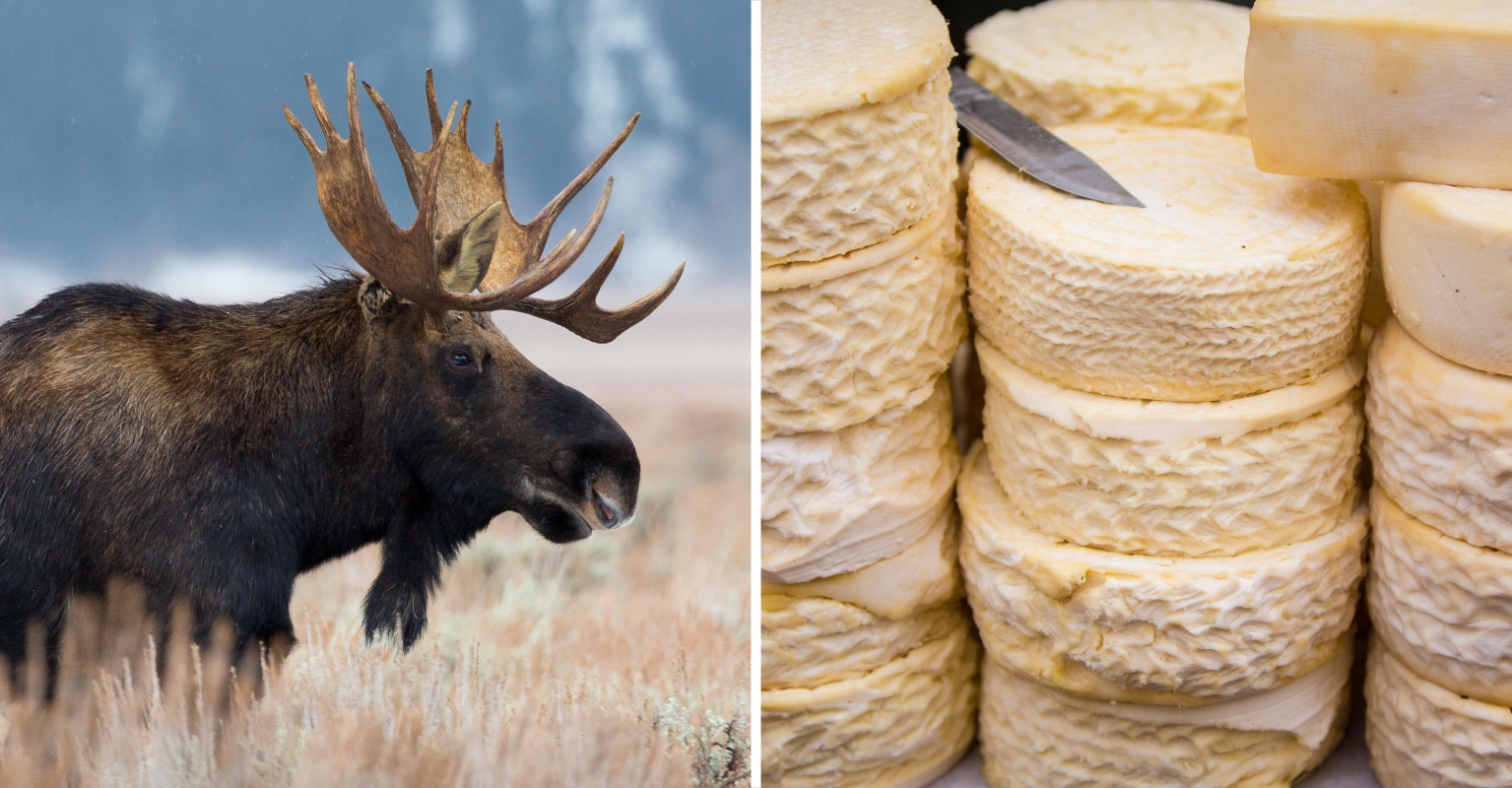 What animal does cheese come from? 7 animals that will shock you